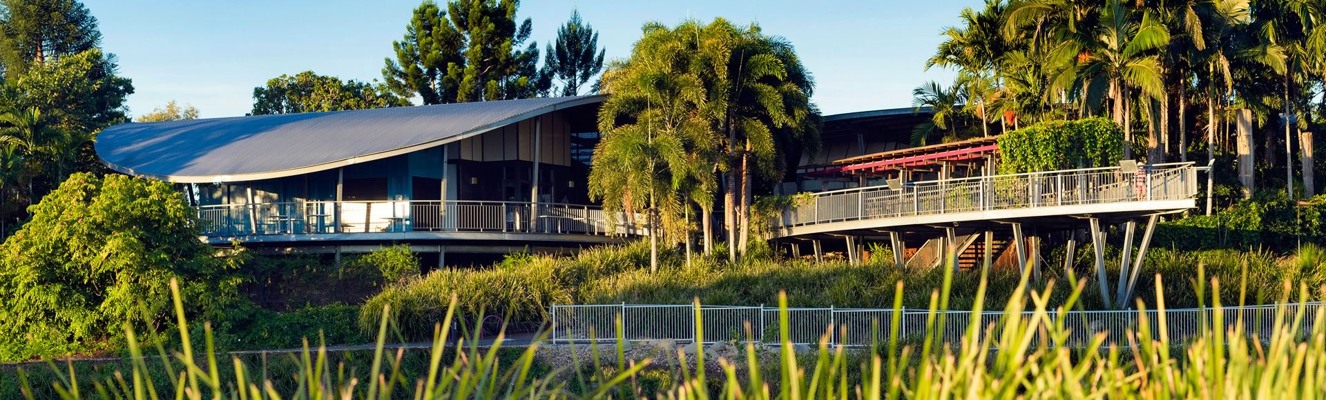 The First Jacaranda – Queensland Stories